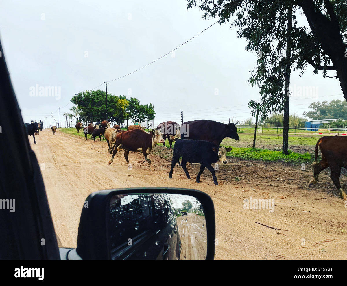Driving cattle road hi-res stock photography and images - Alamy