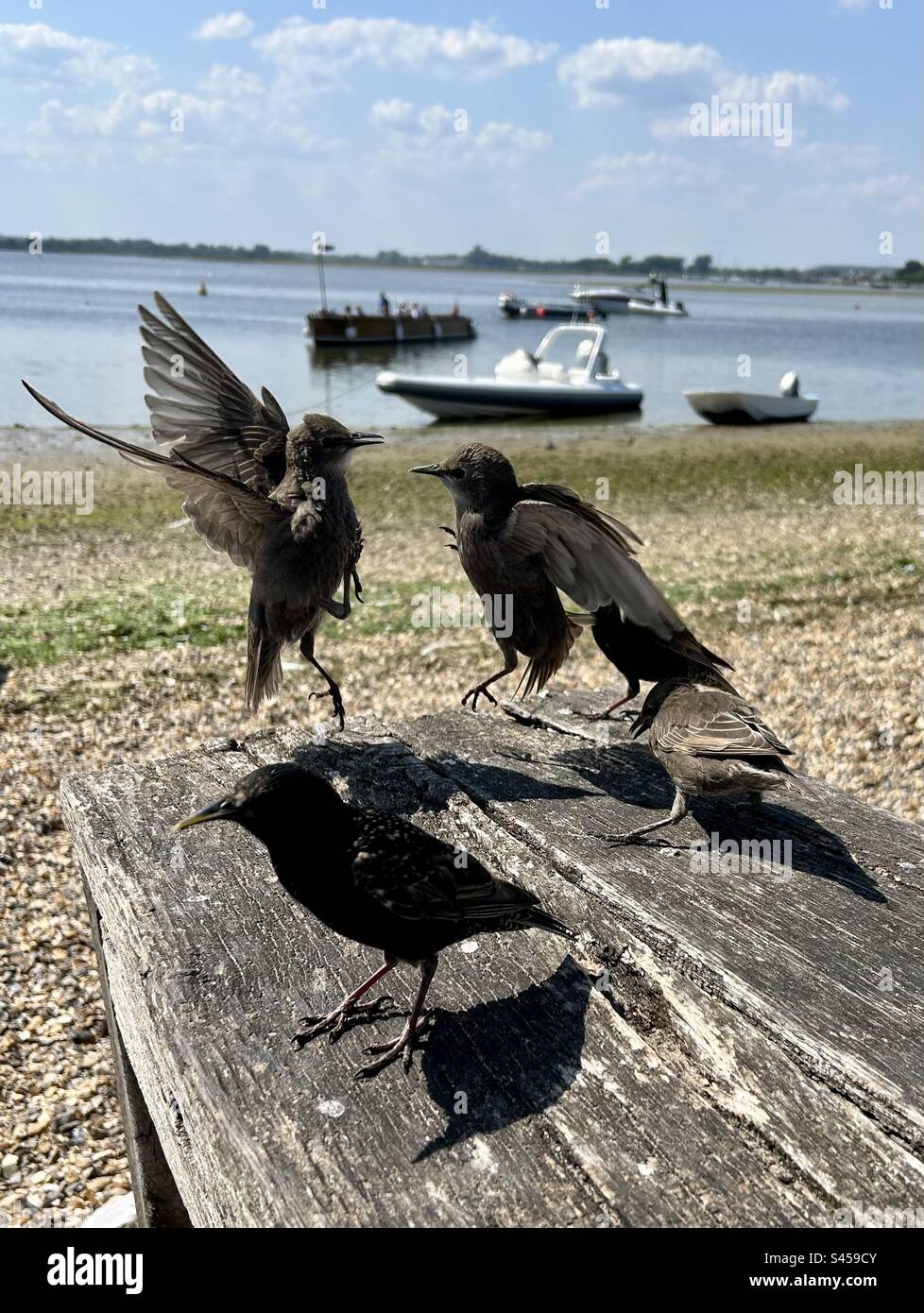 Mudeford starlings hi-res stock photography and images - Alamy