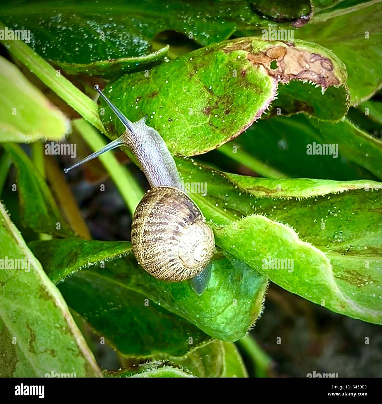 Snails life hi-res stock photography and images - Alamy