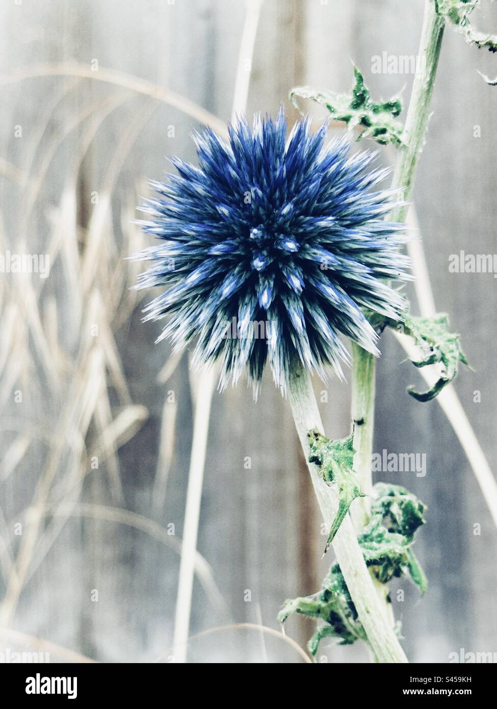 Blue thistle hi-res stock photography and images - Alamy