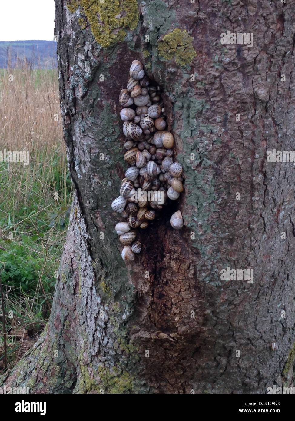 escargatorie of snails in a tree trunk Stock Photo - Alamy