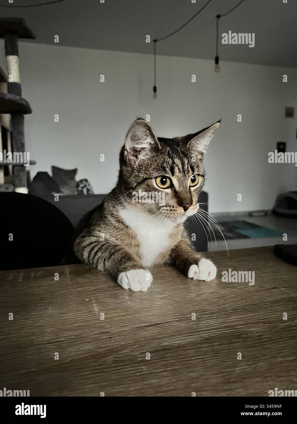Cat on the table hi-res stock photography and images - Alamy