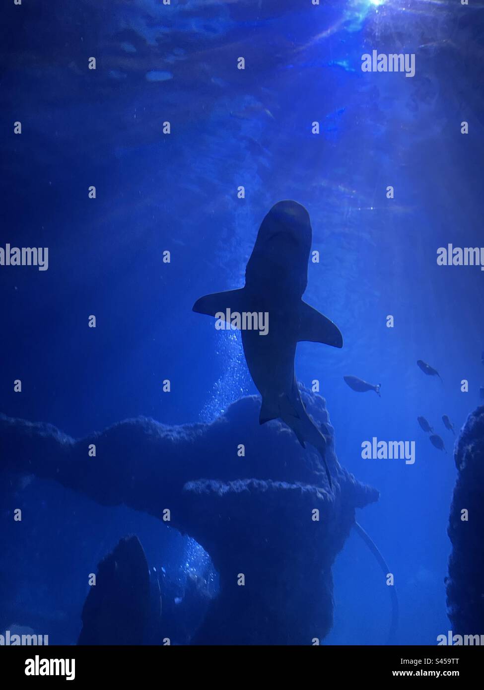 Sea life centre hi-res stock photography and images - Alamy