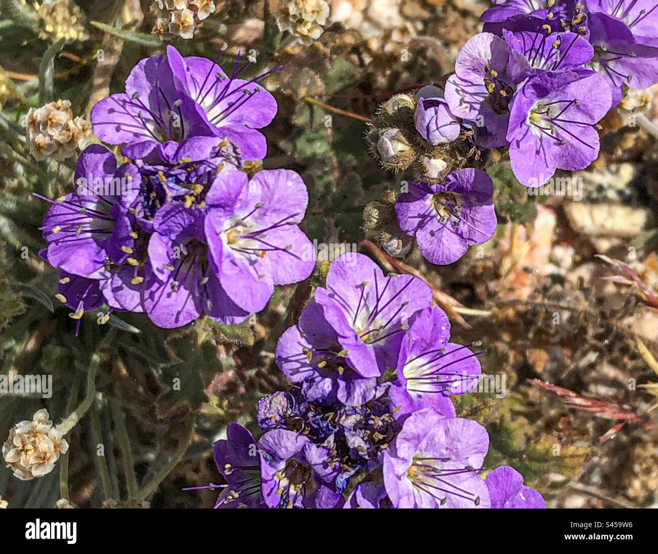 Scorpion weed hi-res stock photography and images - Alamy