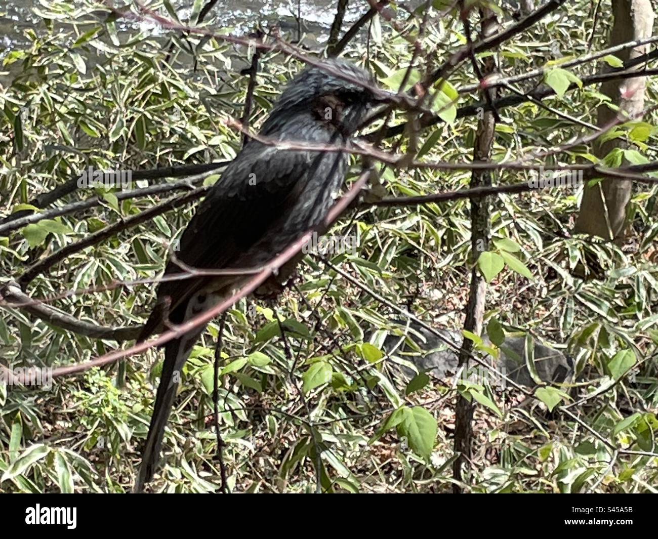 Japanese bush hi-res stock photography and images - Alamy