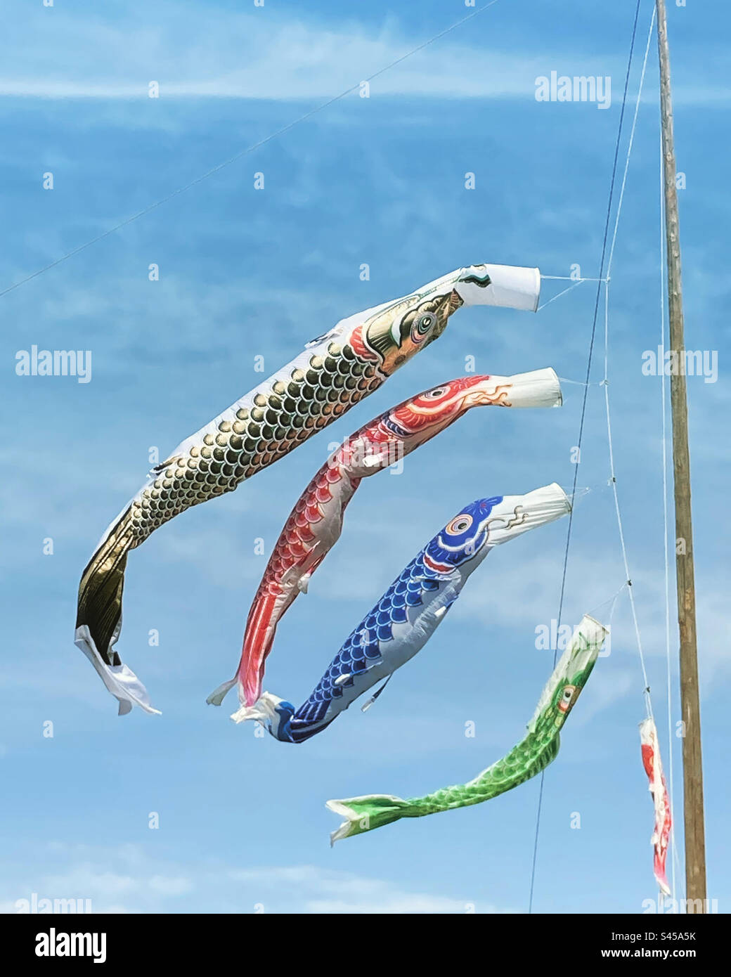 Koinobori flags floating on Japan’s children’s day Stock Photo - Alamy