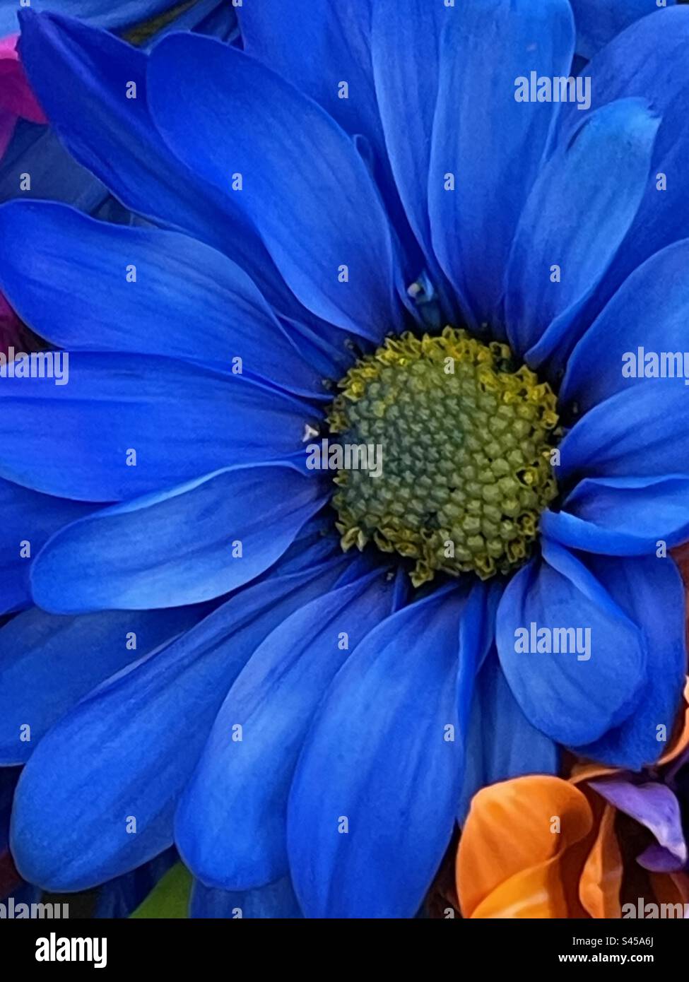 Big daisy hi-res stock photography and images - Alamy