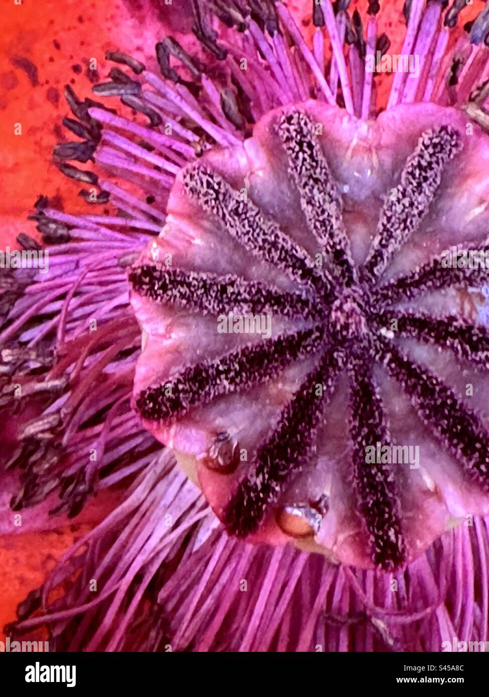 Close up details red hi-res stock photography and images - Alamy