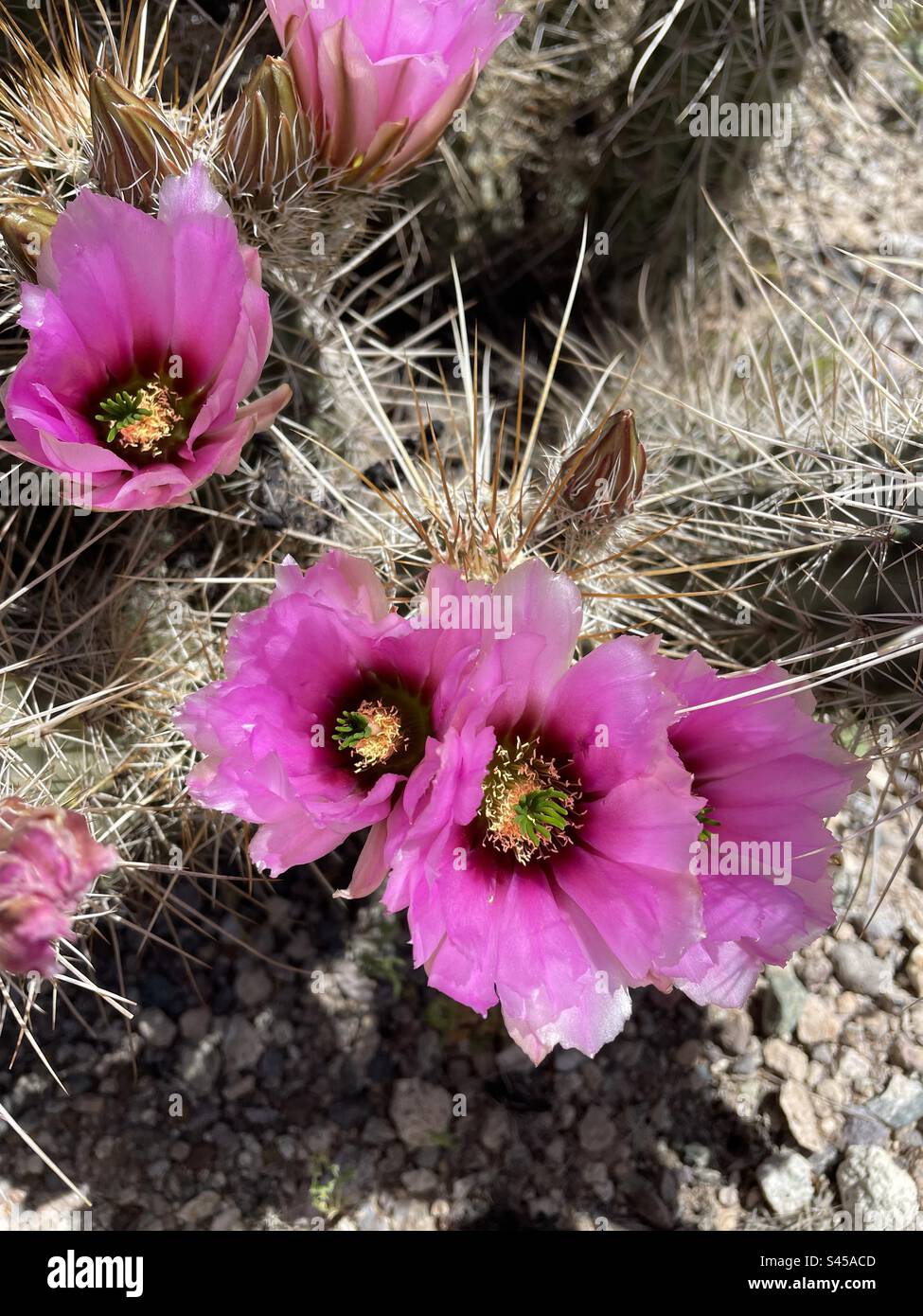 Arizona cactus hi-res stock photography and images - Alamy