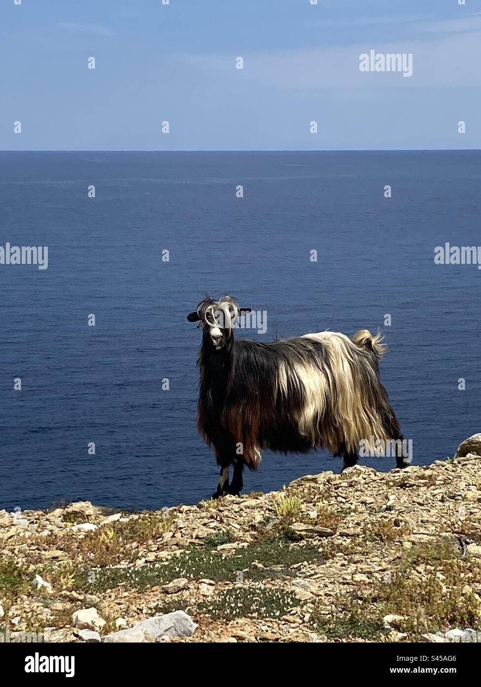 Wild animals greece hi-res stock photography and images - Alamy