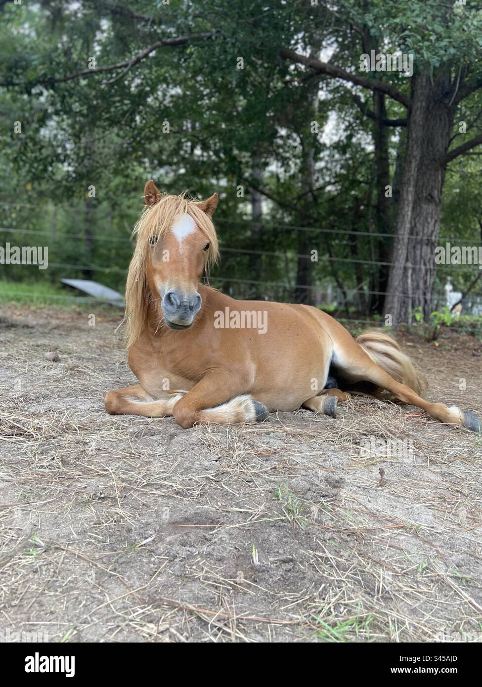 Ginger the horse hi-res stock photography and images - Alamy
