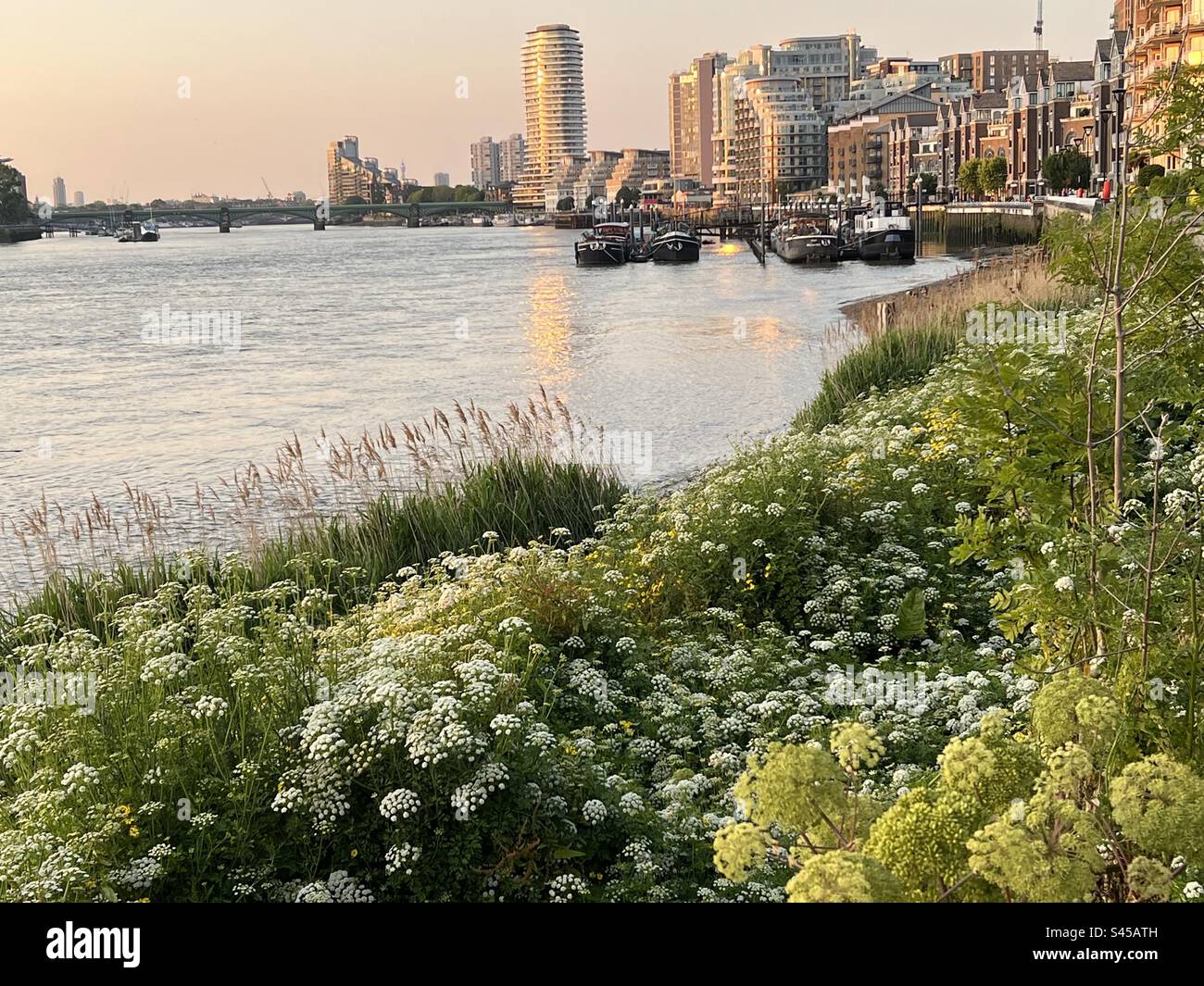 River Thames with wetlands, Battersea, london Stock Photo - Alamy