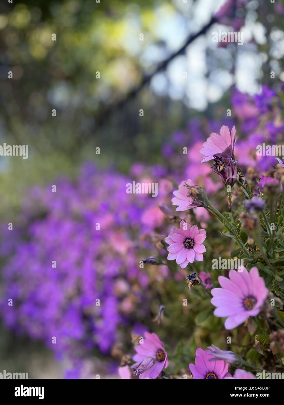 Dublin wallpaper hi-res stock photography and images - Alamy