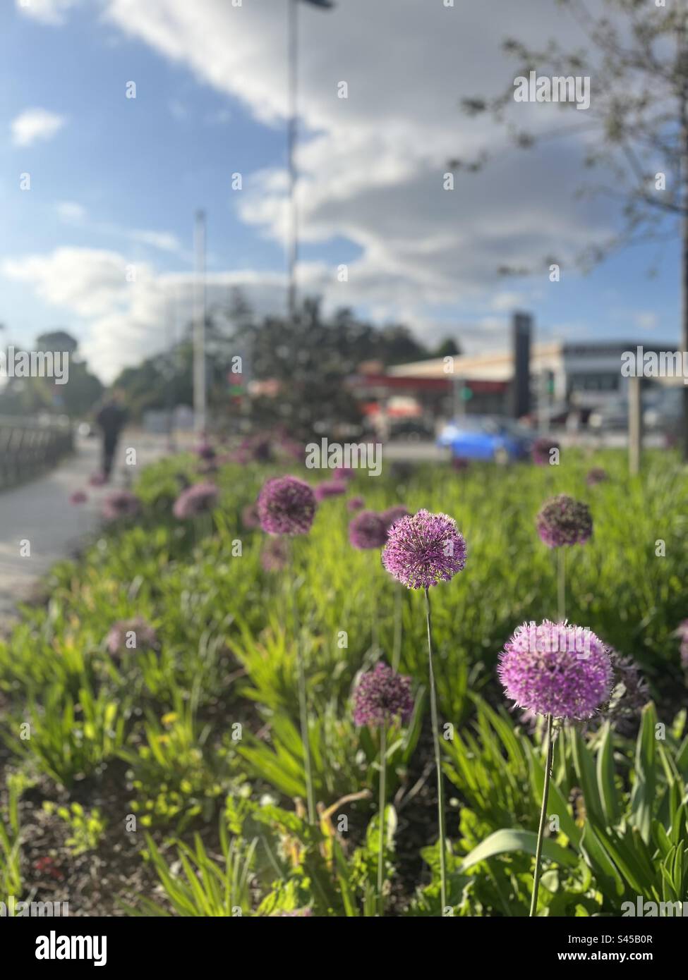 Dandelion like pink flower growing in the streets of Dublin. Suitable ...