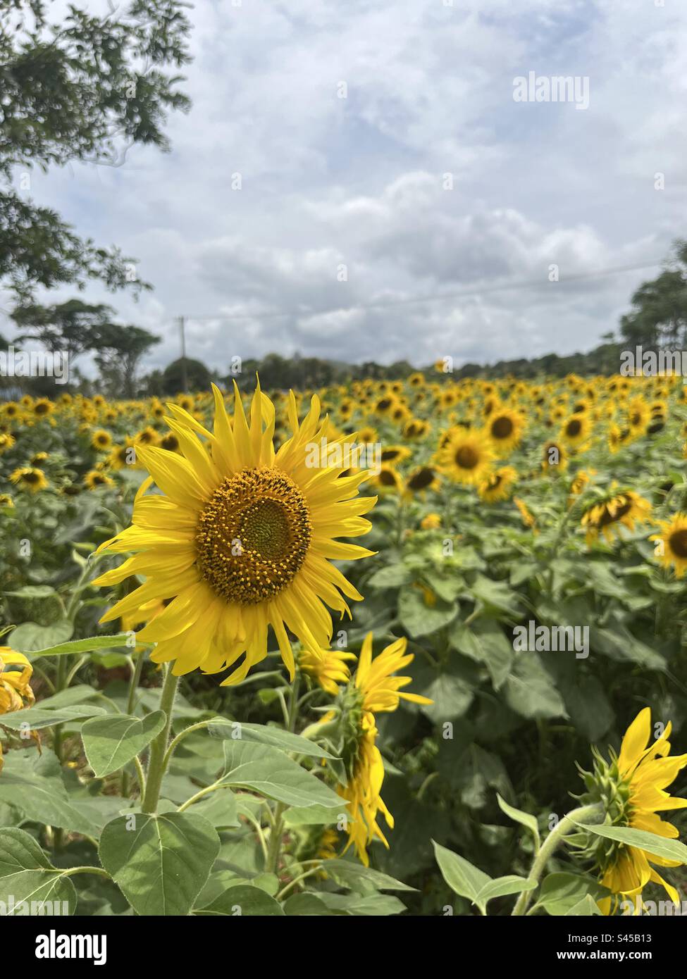 Wallpaper sunflower hi-res stock photography and images - Alamy
