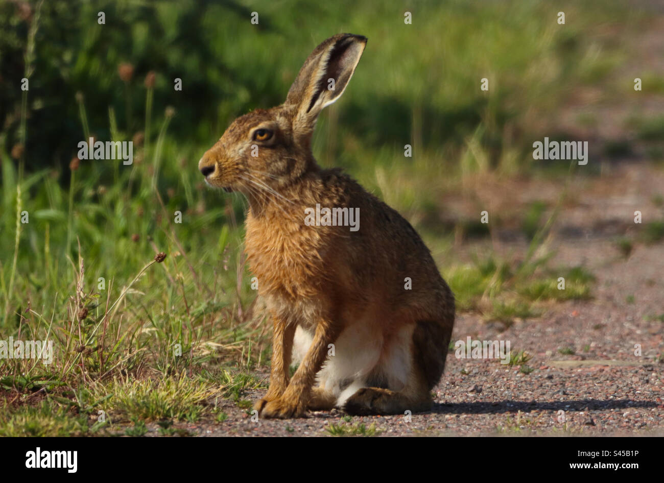 Portrait of a hare hi-res stock photography and images - Alamy