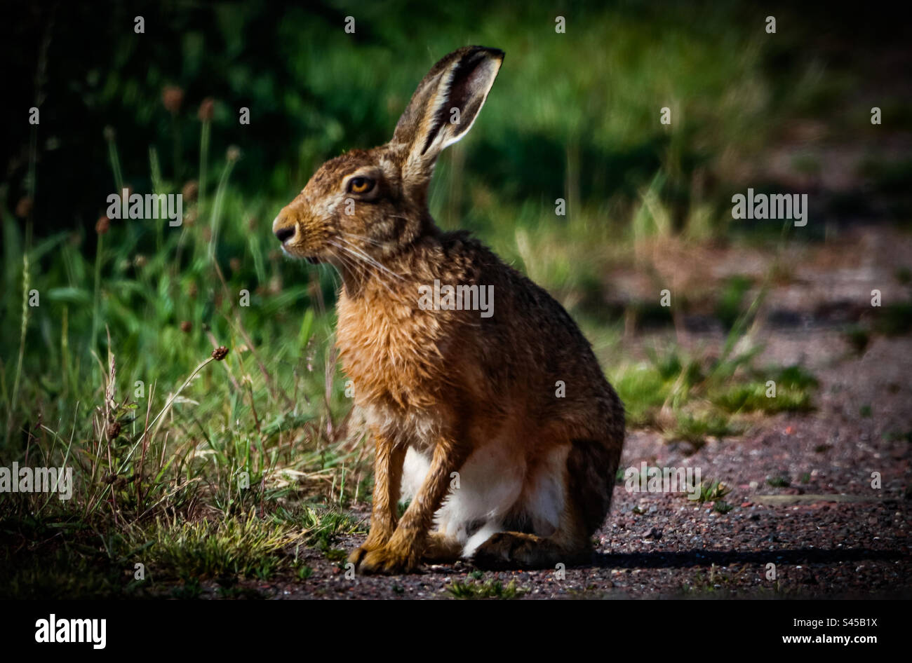 Beautiful hare hi-res stock photography and images - Alamy