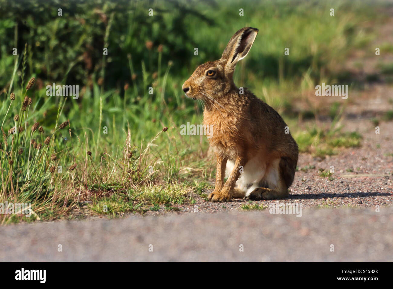 Beautiful hare hi-res stock photography and images - Alamy