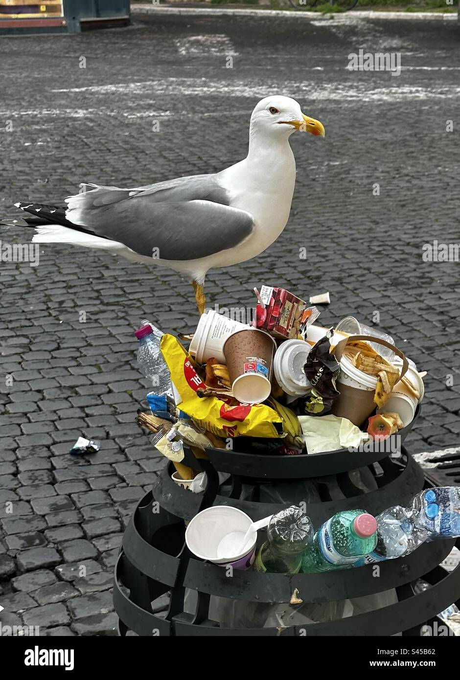 Garbage bird hi-res stock photography and images - Alamy