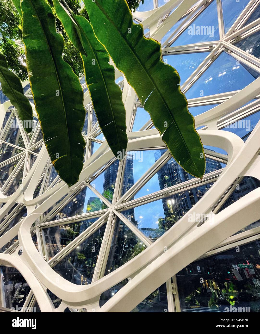 Tropical plant inside Amazon sphere in seattle Stock Photo - Alamy
