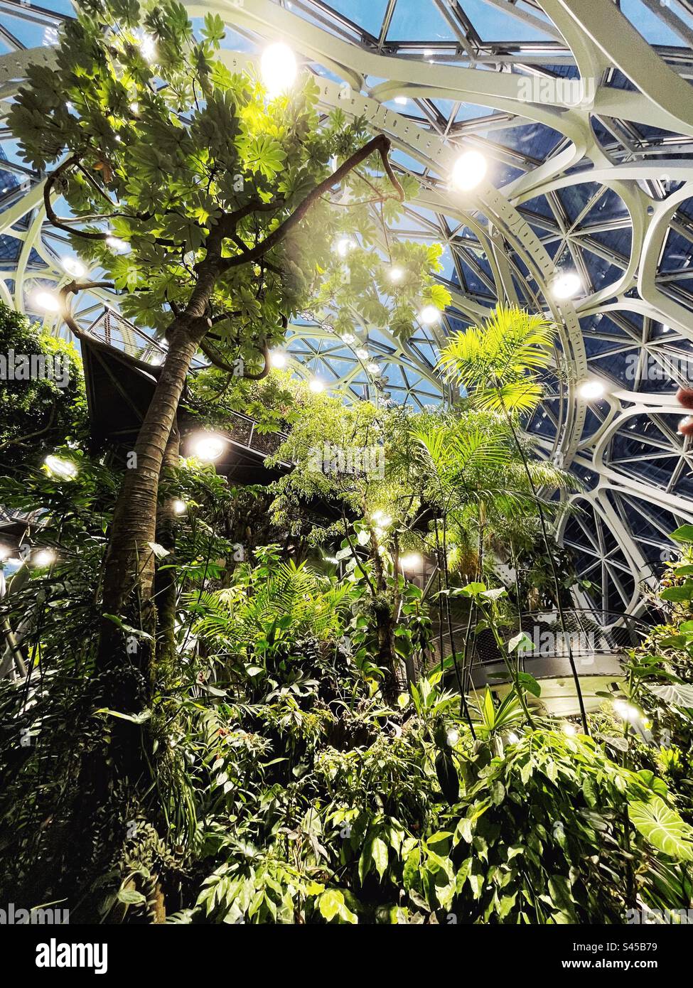 Lush tropical plants thriving inside Amazon Spheres in seattle Stock ...