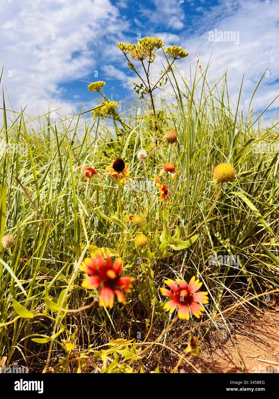 Oklahoma nature hi-res stock photography and images - Alamy