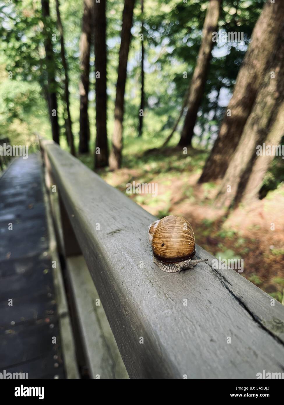 Snails and trees hi-res stock photography and images - Alamy