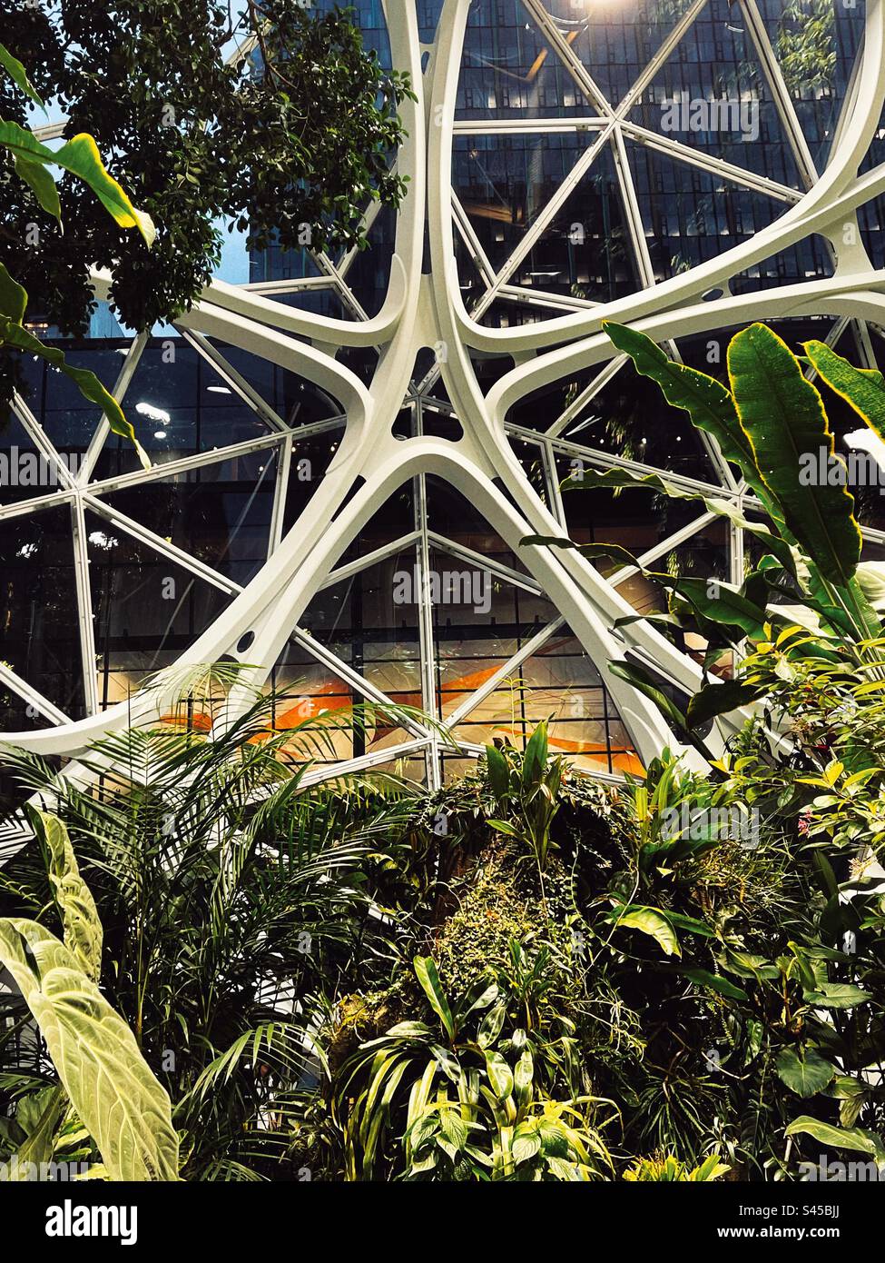 Star shaped construction inside the Amazon spheres in Seattle Stock ...