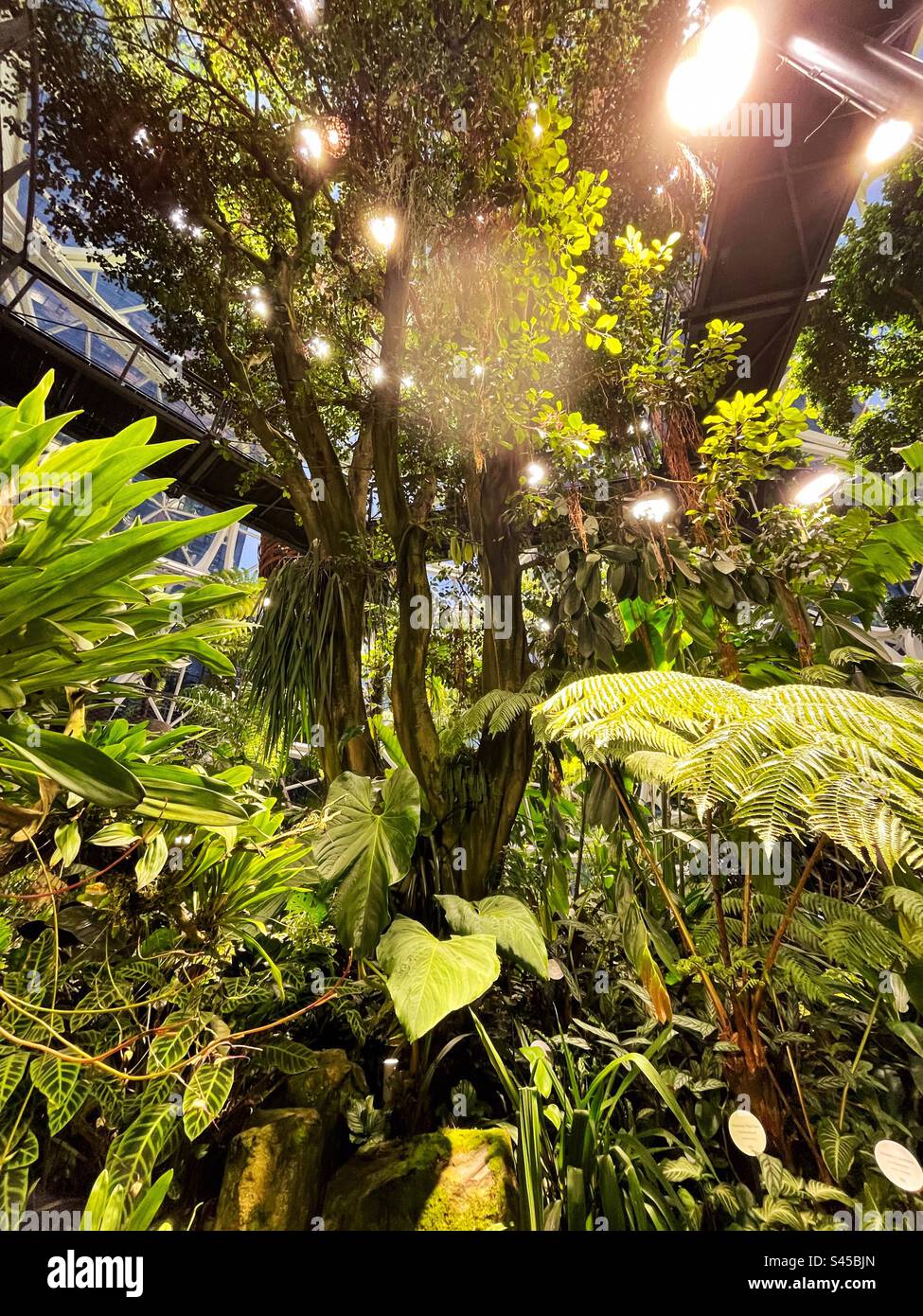 Lush tropical plants inside Amazon Spheres in Seattle Stock Photo - Alamy