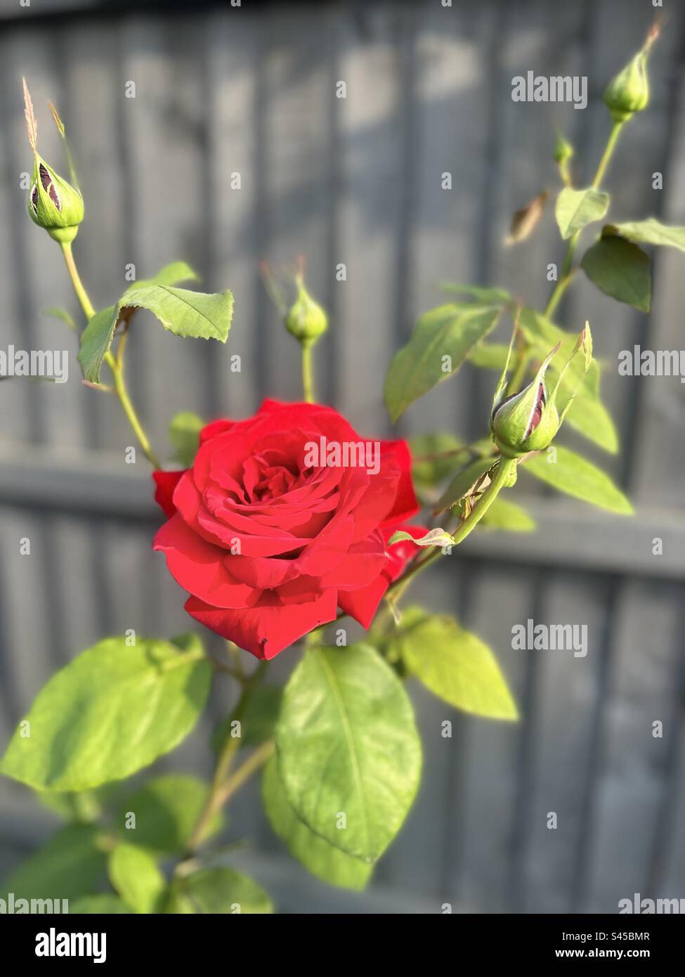 Red rose, garden rose Stock Photo - Alamy