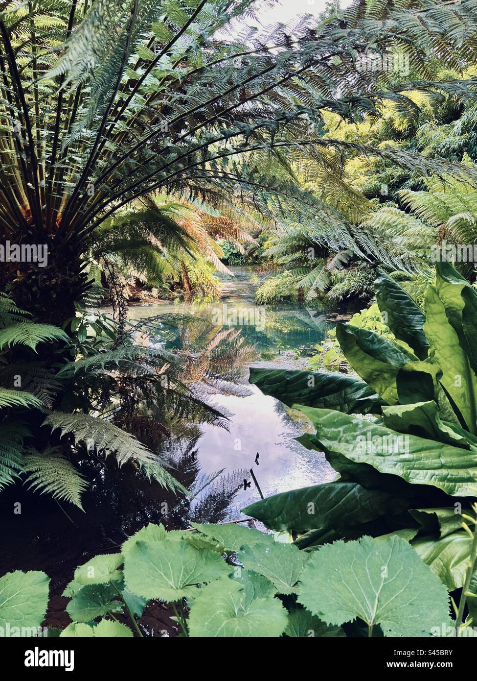 Jungle gardens hi-res stock photography and images - Alamy