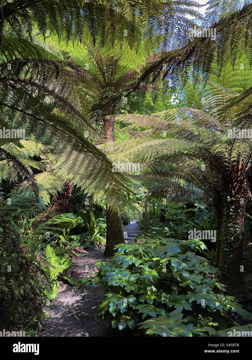 Magical ferns in the jungle area of the lost gardens of Heligan ...