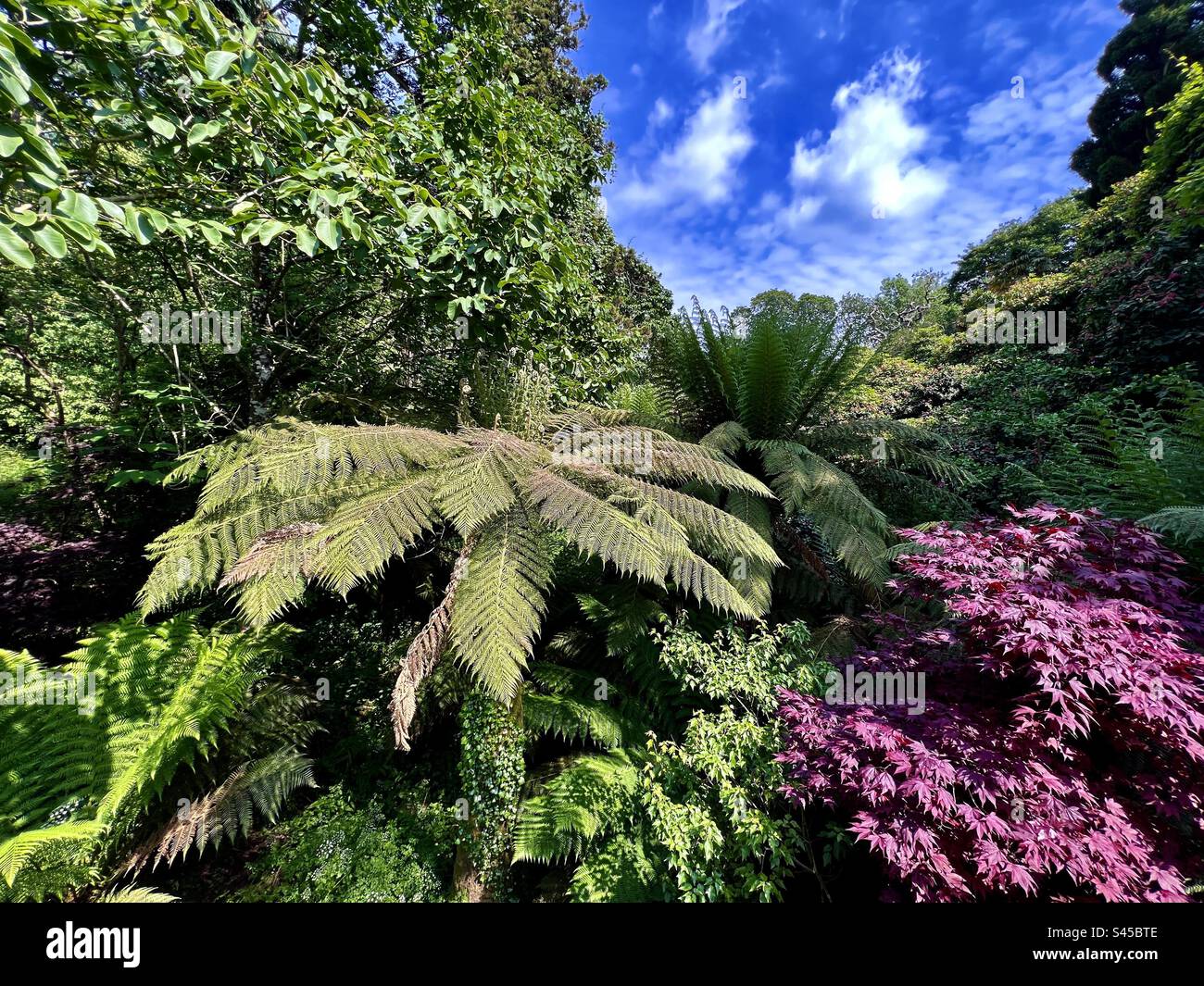 Jungle canopy at the lost gardens of Heligan Stock Photo - Alamy