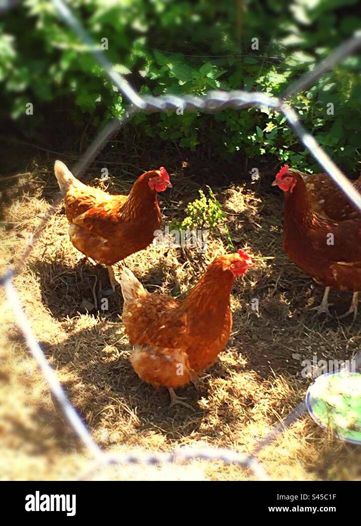 Three chickens hi-res stock photography and images - Alamy