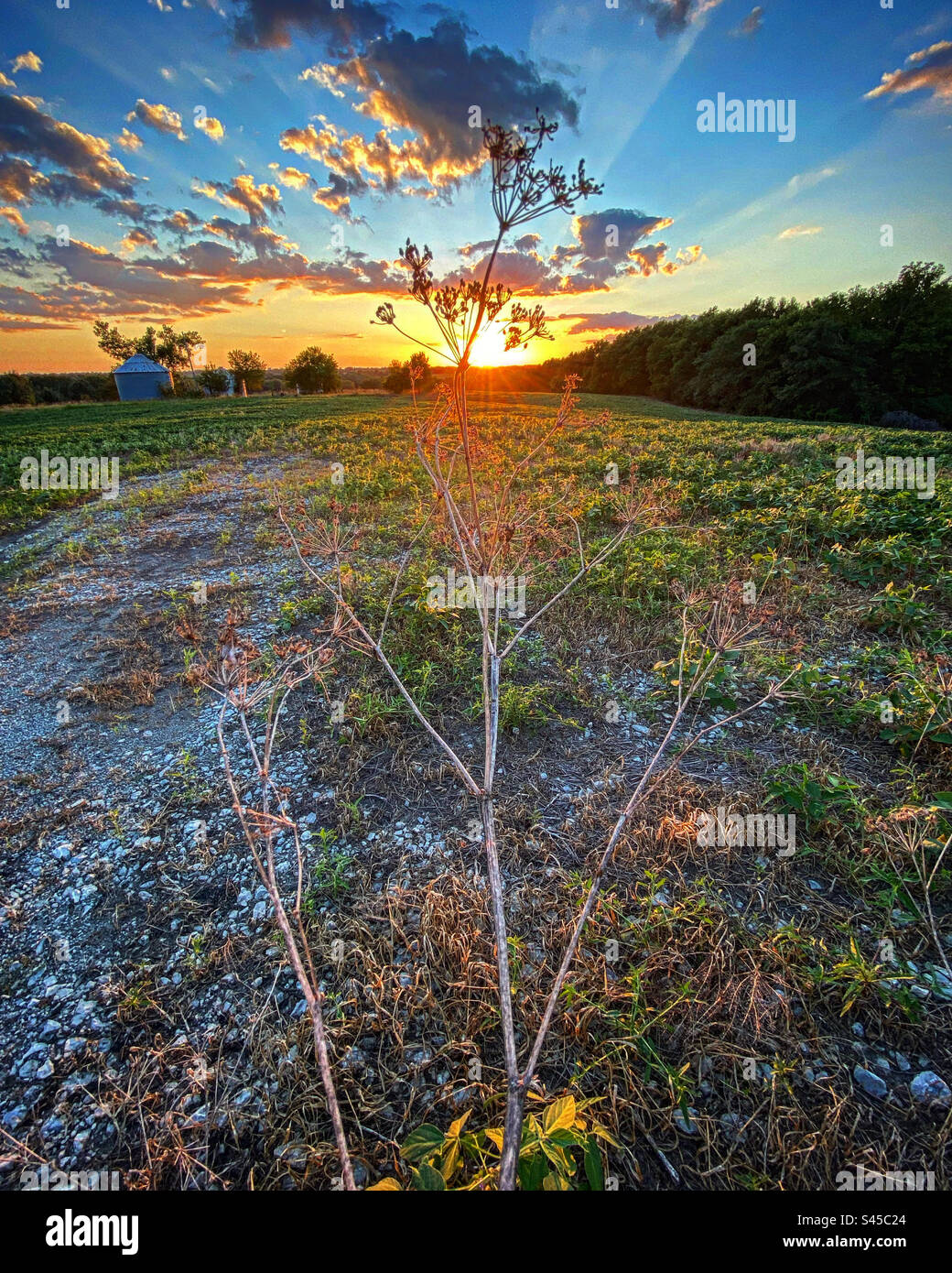 Weed life hi-res stock photography and images - Alamy