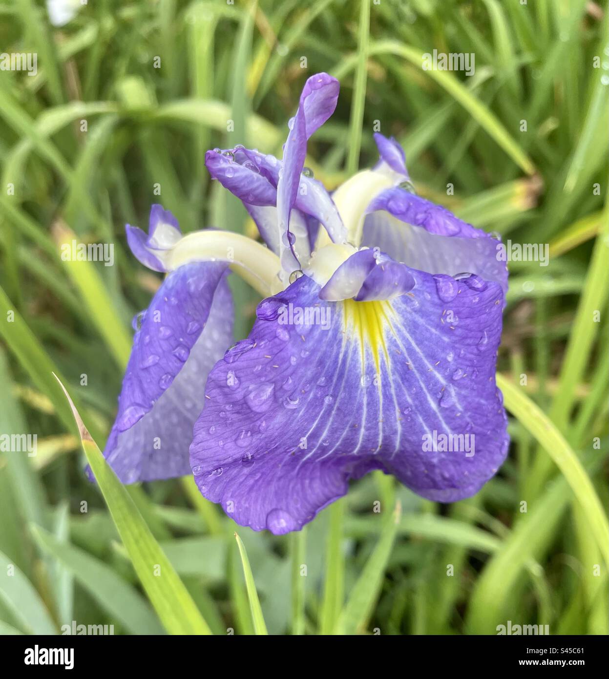 Japanese iris hi-res stock photography and images - Alamy