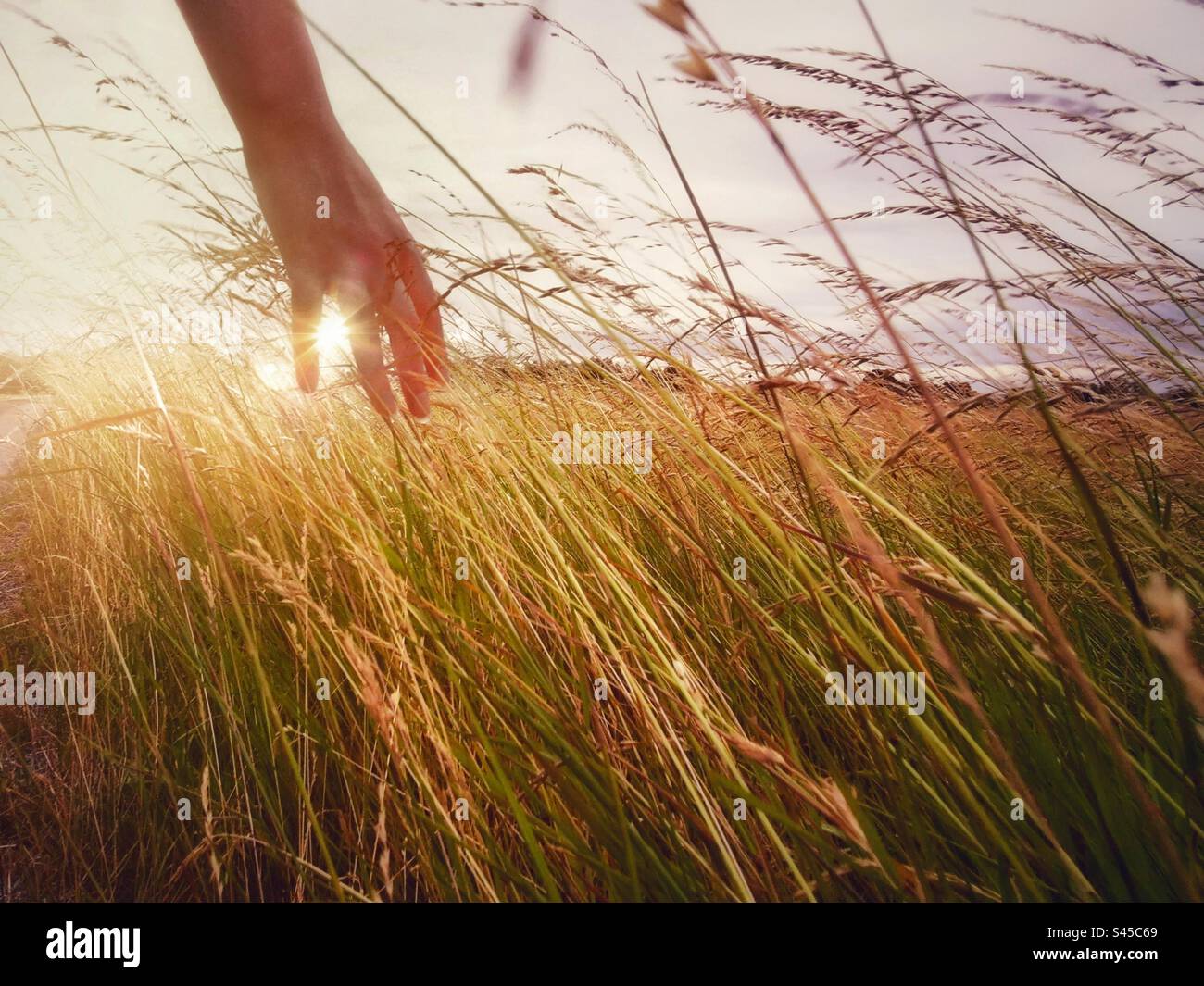 Gold wheat field uk hi-res stock photography and images - Alamy