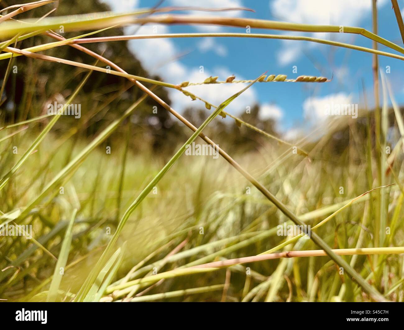 Overgrown fields hi-res stock photography and images - Alamy
