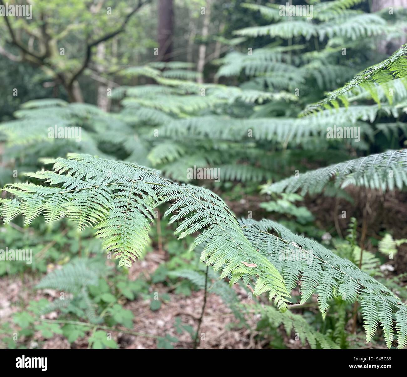 Green and shades hi-res stock photography and images - Alamy Green and shades hi-res stock photography and images - Alamy