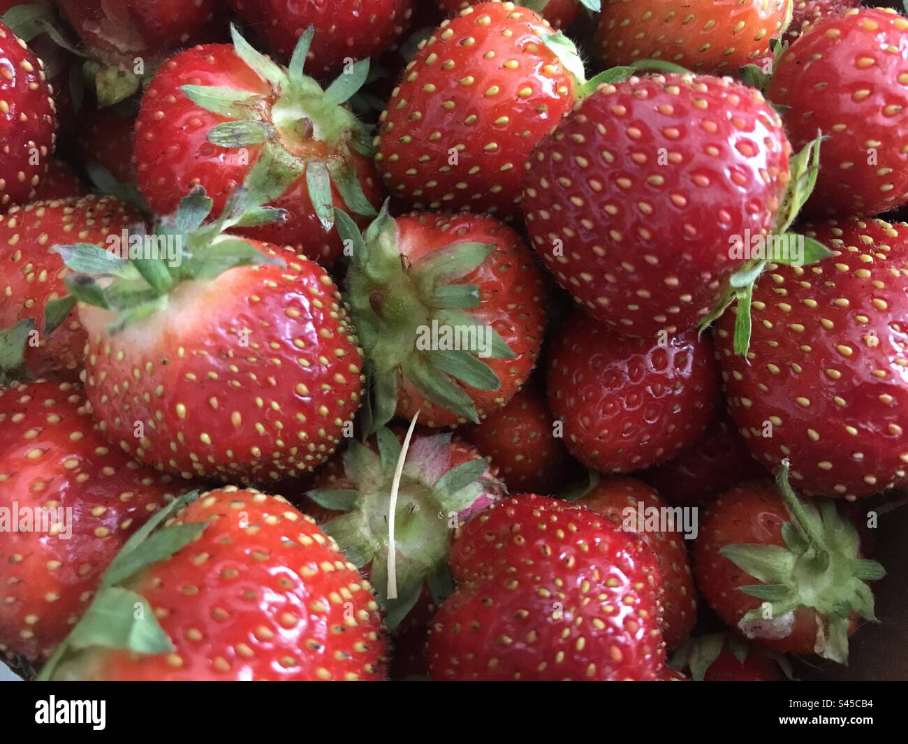 Strawberries with stems hi-res stock photography and images - Alamy