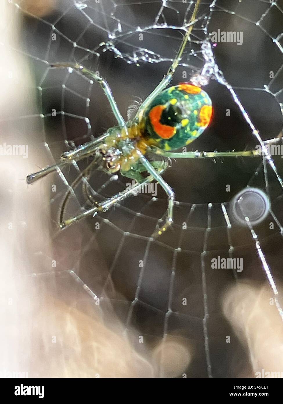 Colorful spider hi-res stock photography and images - Alamy