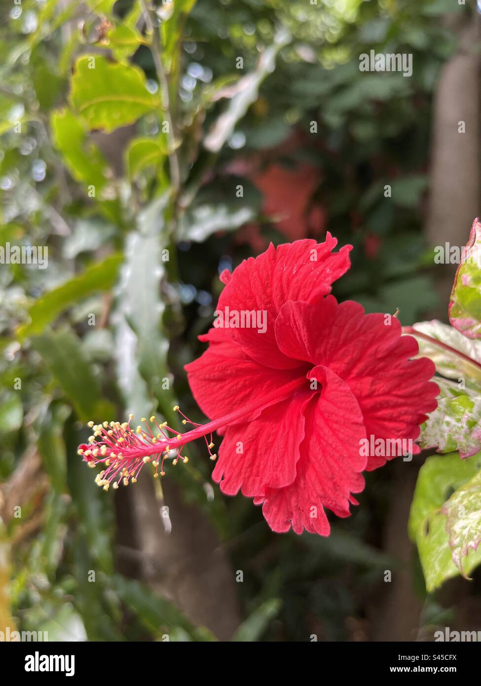 Red hibiscus flower Stock Photo - Alamy