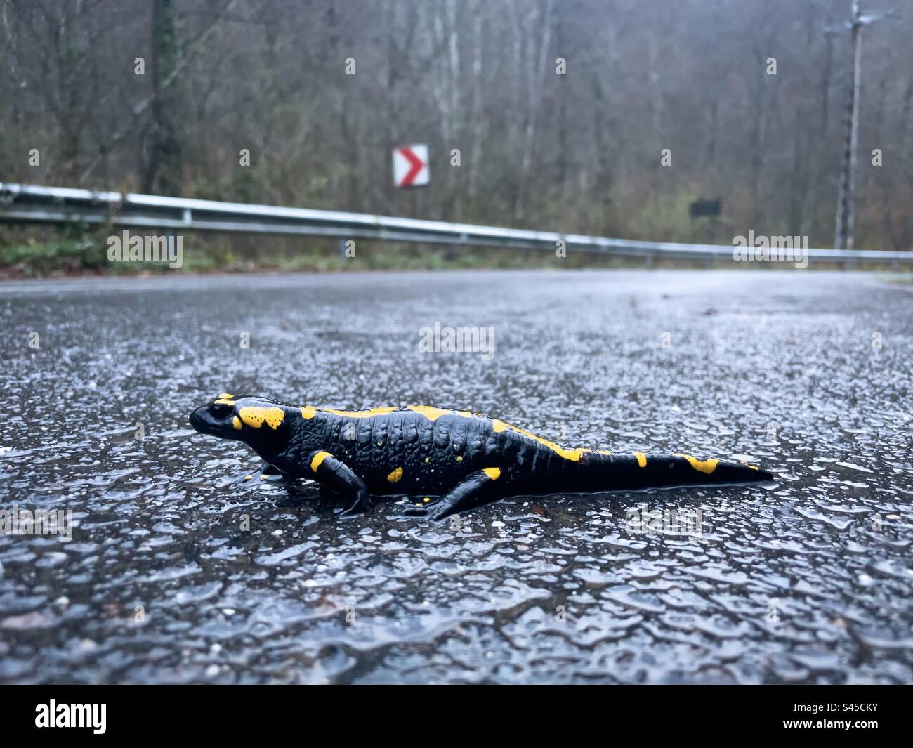 Salamander crossing an empty road on a rainy day Stock Photo - Alamy