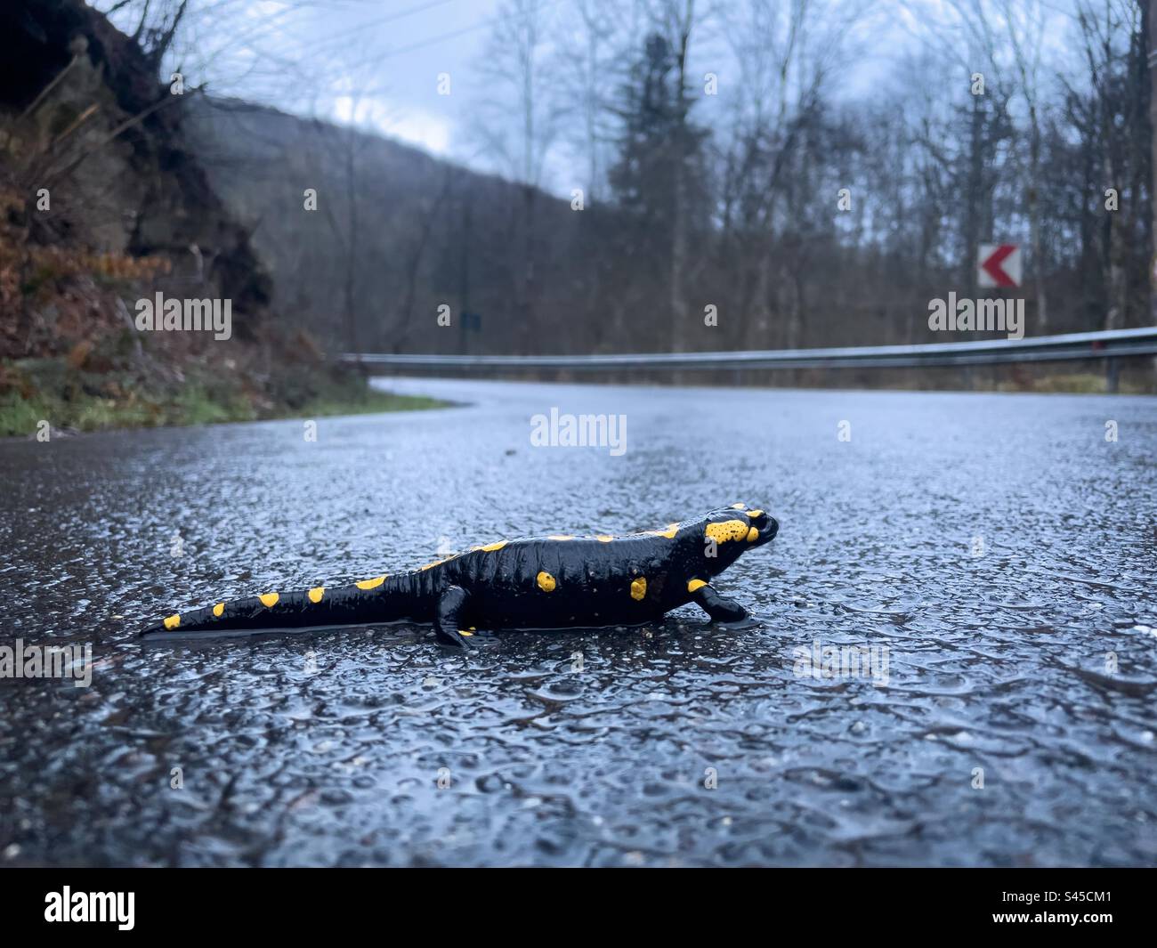 Salamander crossing an empty road on a rainy day Stock Photo - Alamy