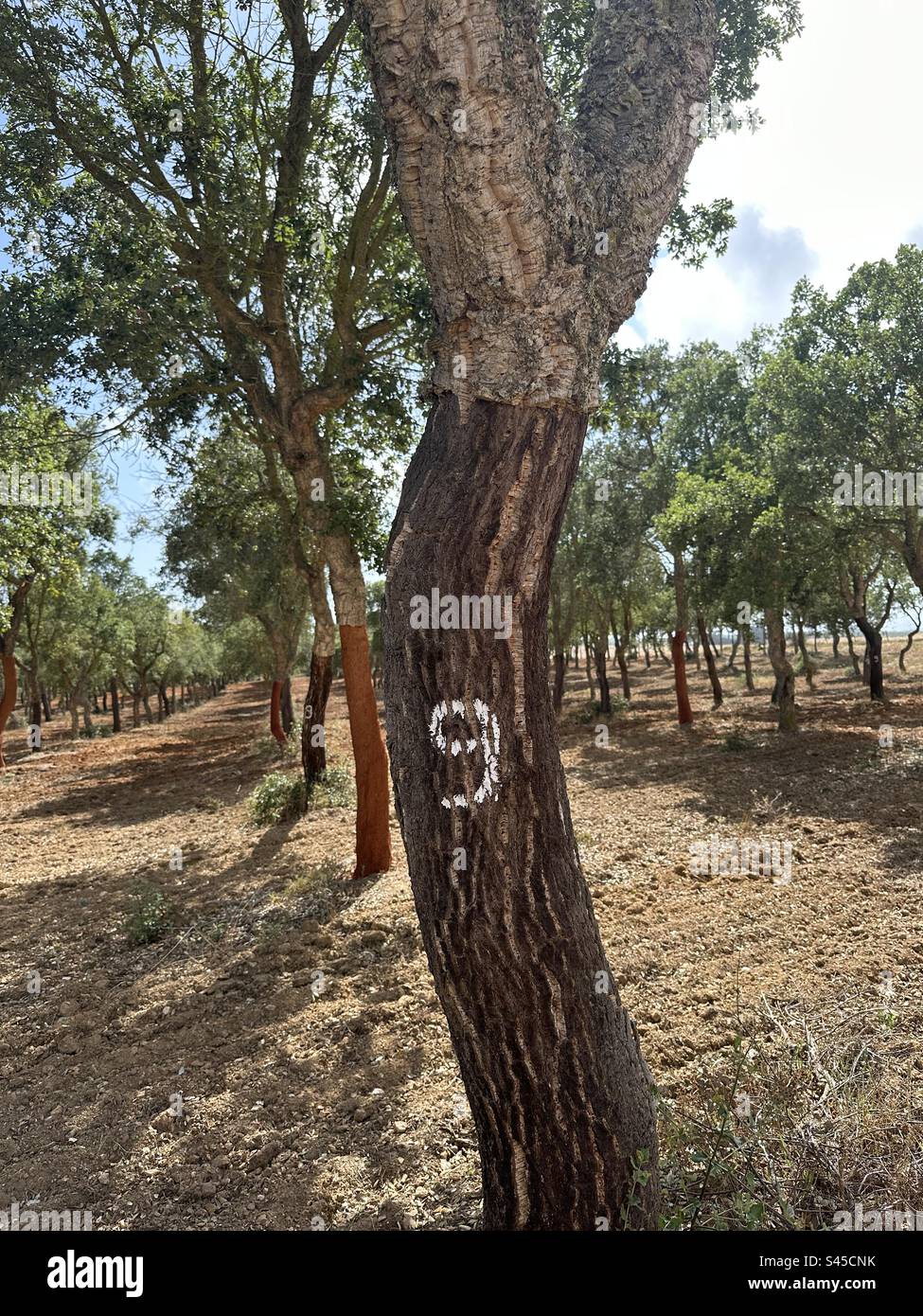 Oak industry hi-res stock photography and images - Alamy