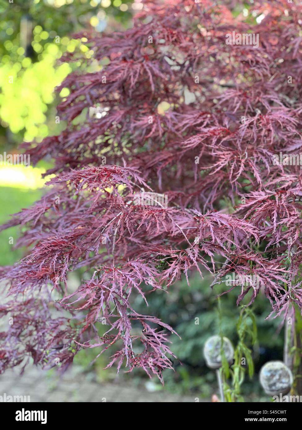 Purple Japanese maple tree Stock Photo - Alamy