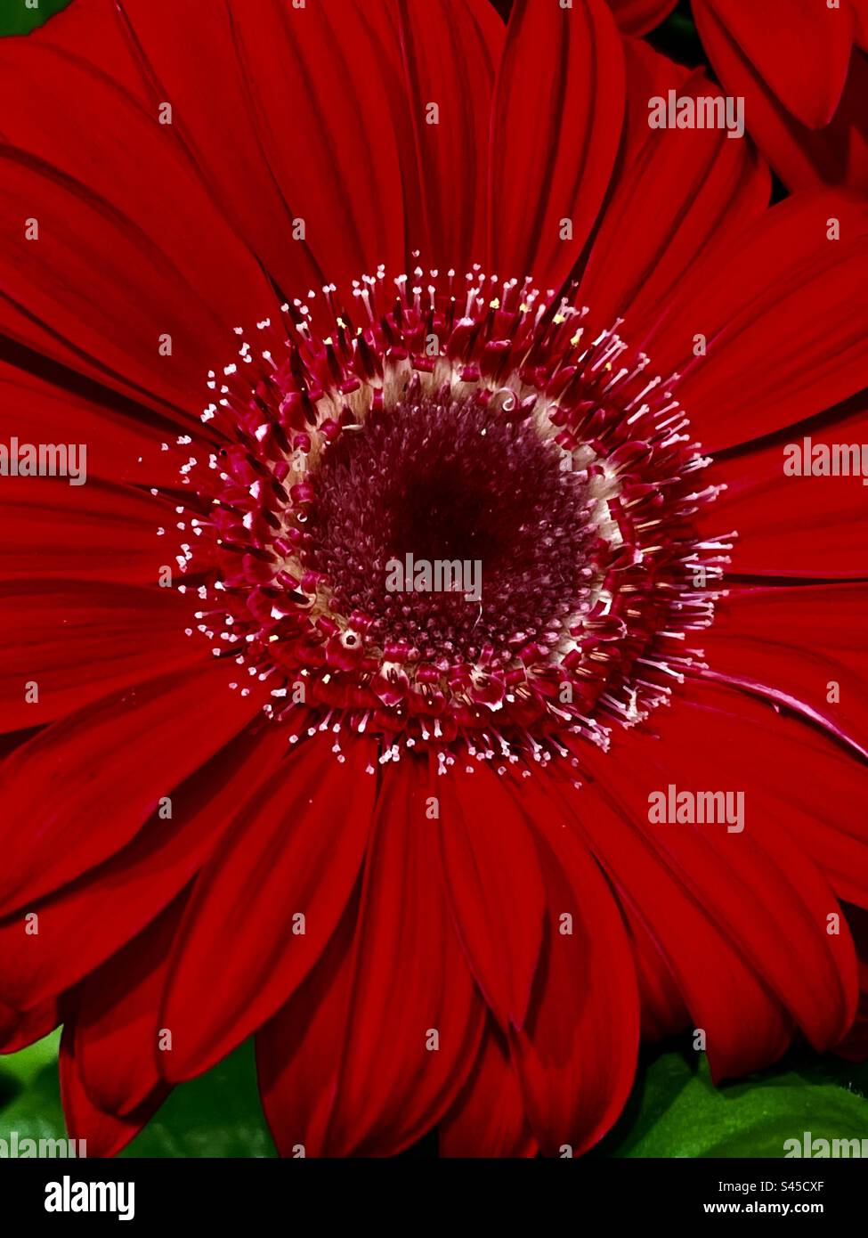 Extremely pretty center hi-res stock photography and images - Alamy