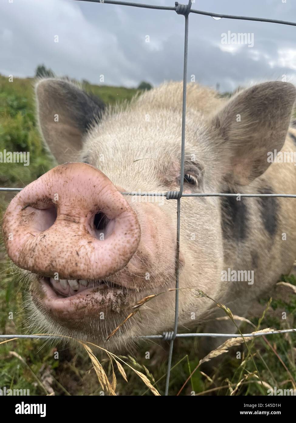 Pig saying hello Stock Photo - Alamy