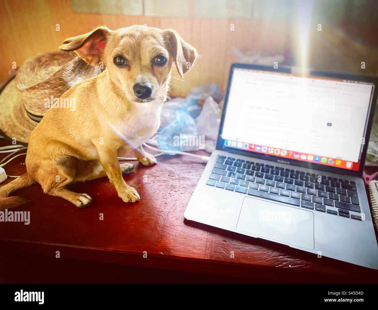 Perro computadora hi-res stock photography and images - Alamy