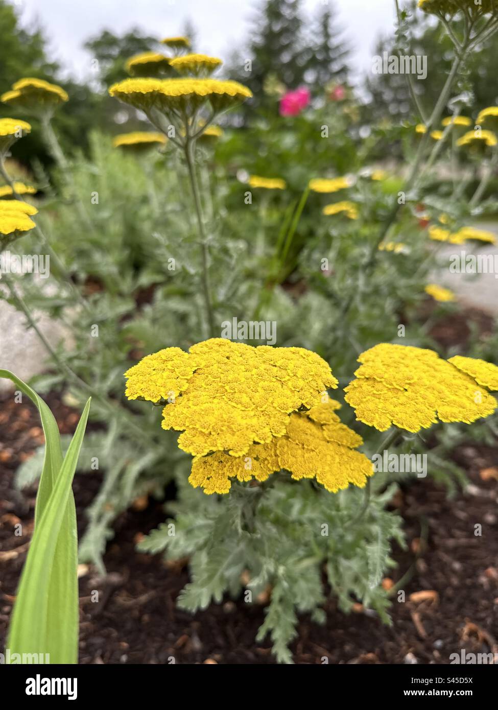 Achillea filipendulina, commonly known as fern-leaf yarrow, is an ...